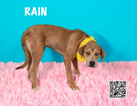 Rain | Labrador Retriever | Weatherford, TX