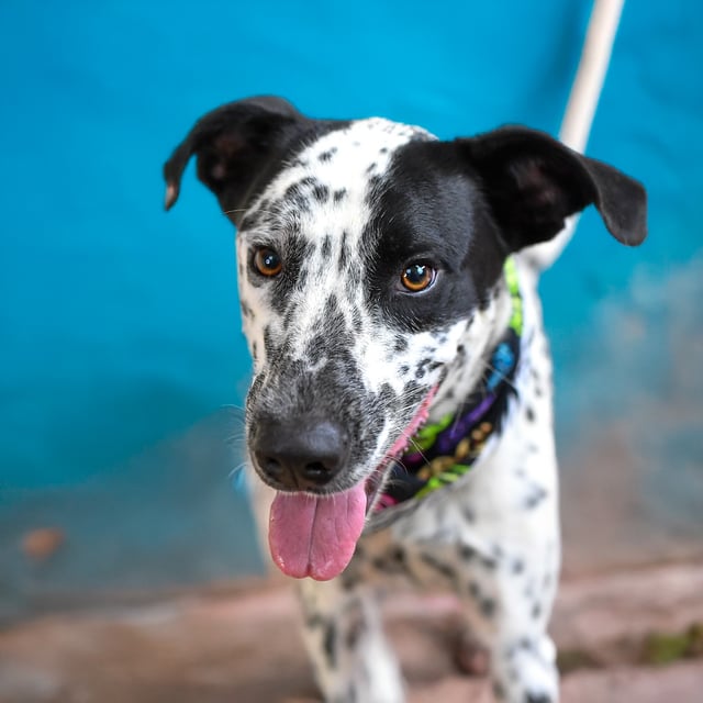 Available Dogs at the Weatherford Animal Shelter